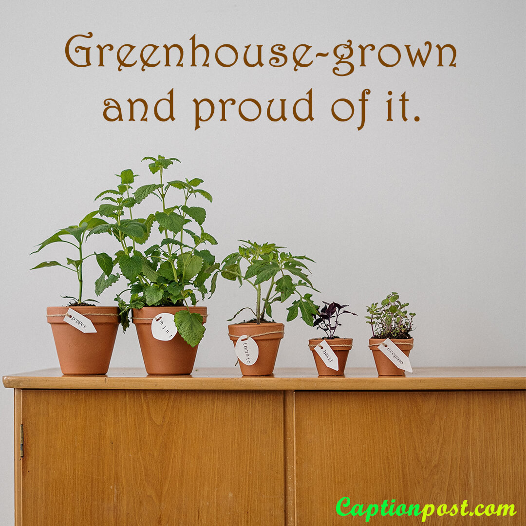 50+ Cute and Witty Garden Captions for Plant Lovers - Captionpost