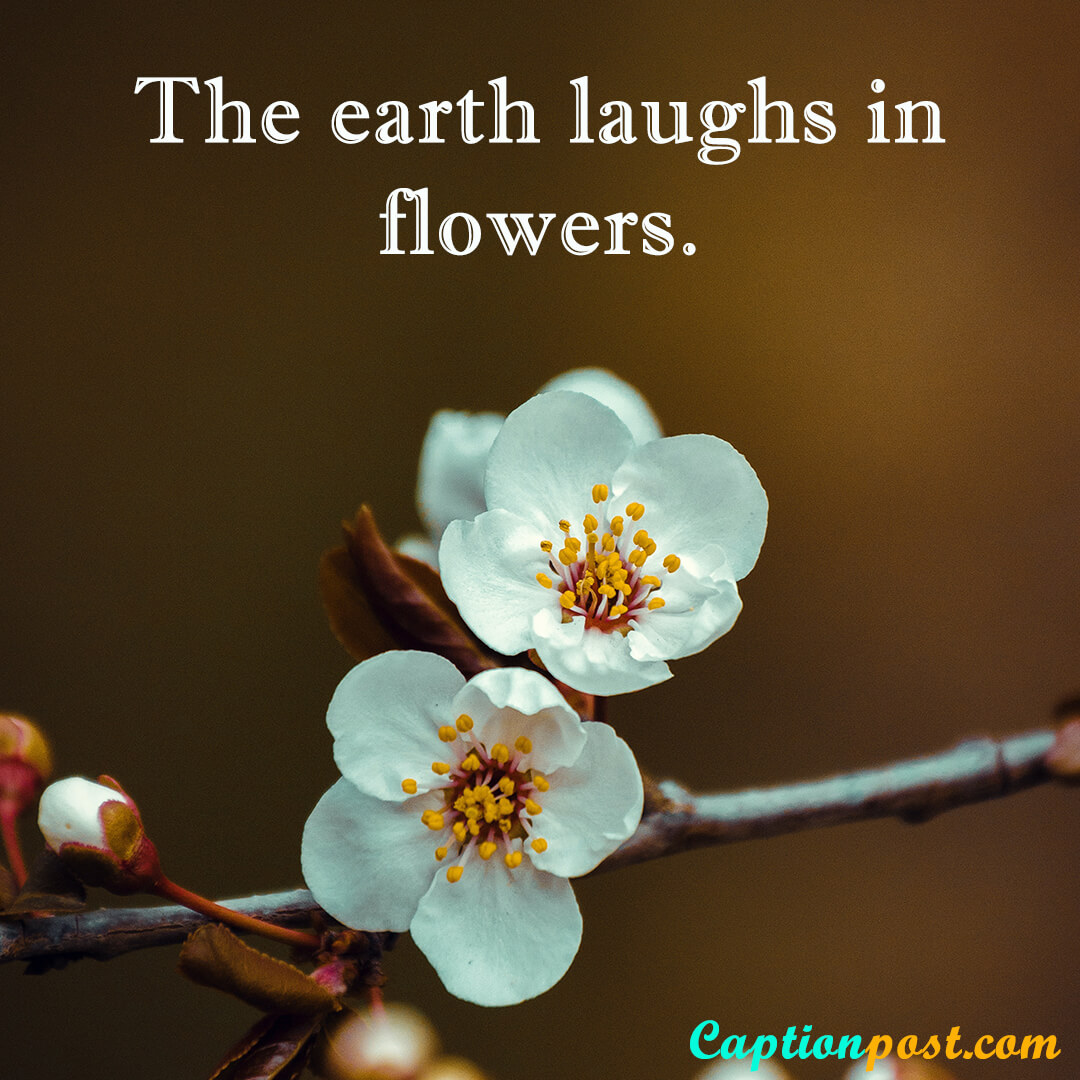 50+ Cute and Witty Garden Captions for Plant Lovers - Captionpost