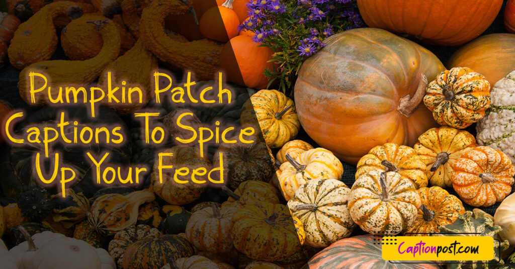 Pumpkin Patch Captions To Spice Up Your Feed - Captionpost