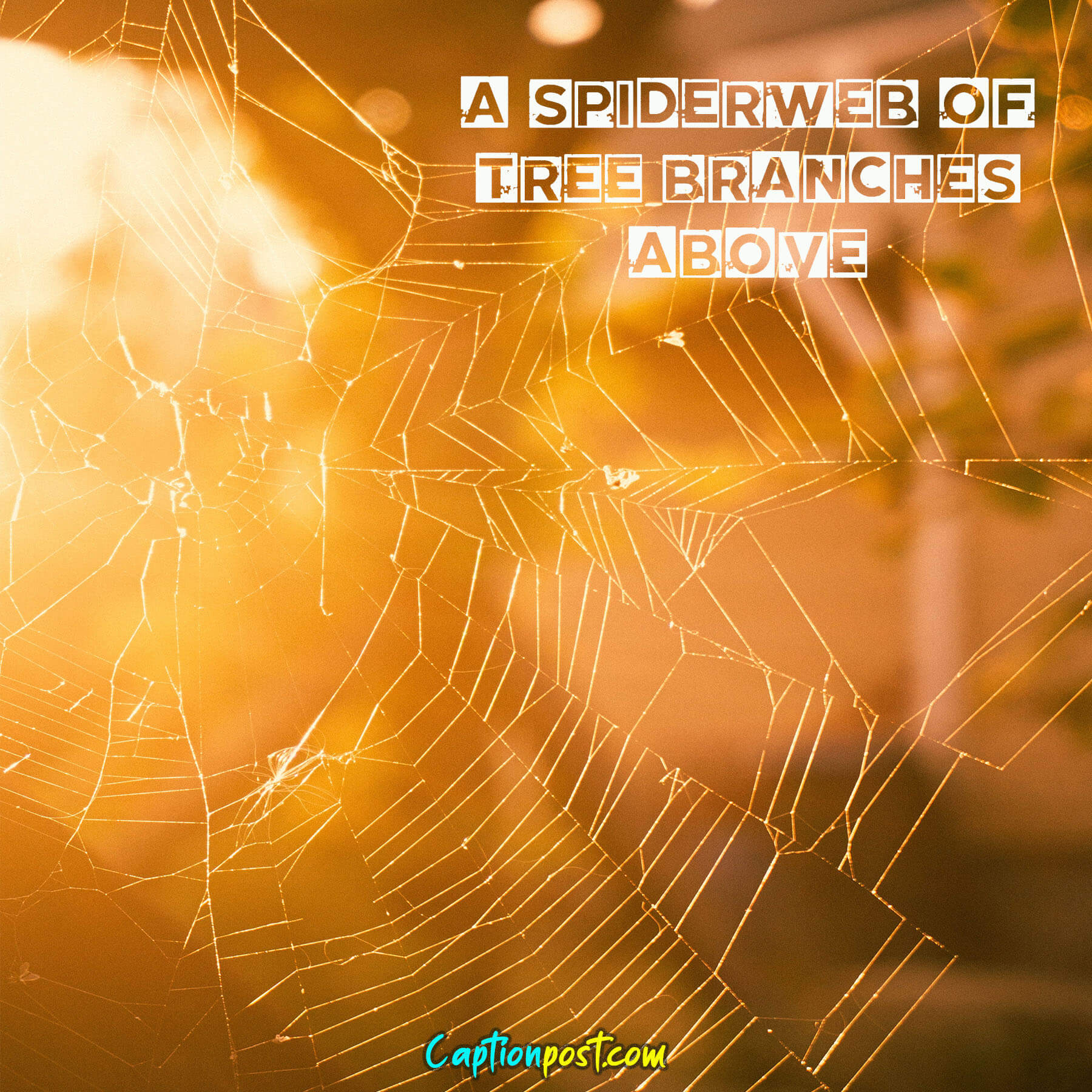 Tree Captions for Instagram to Salute the Nature - Captionpost