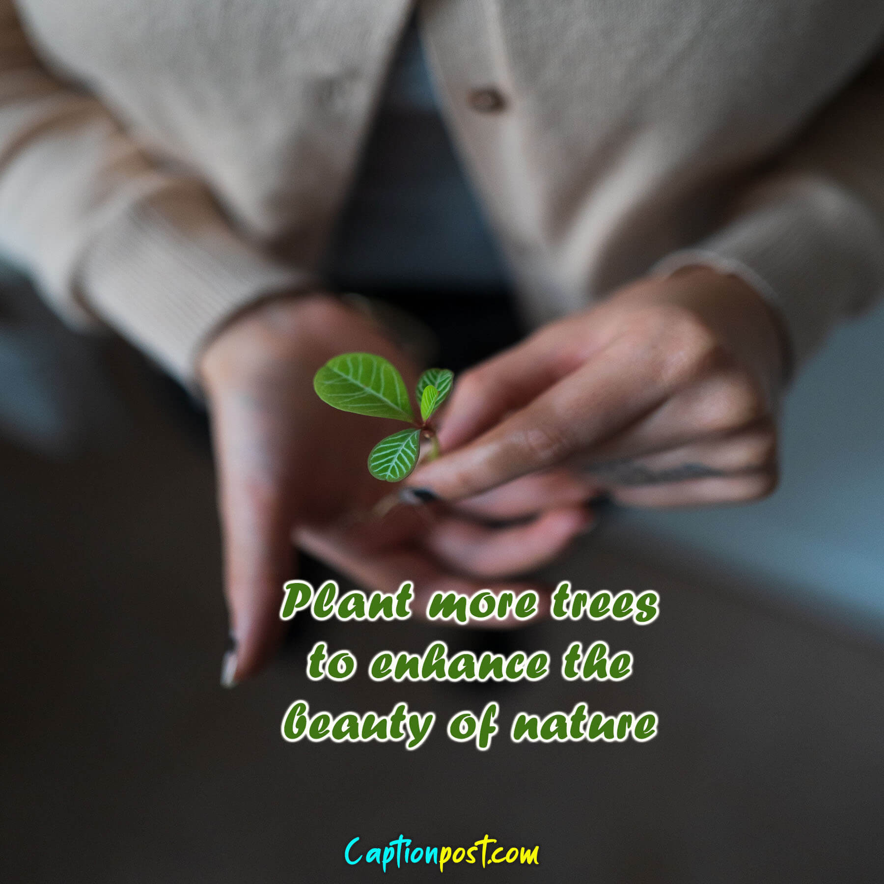 Tree Captions for Instagram to Salute the Nature - Captionpost