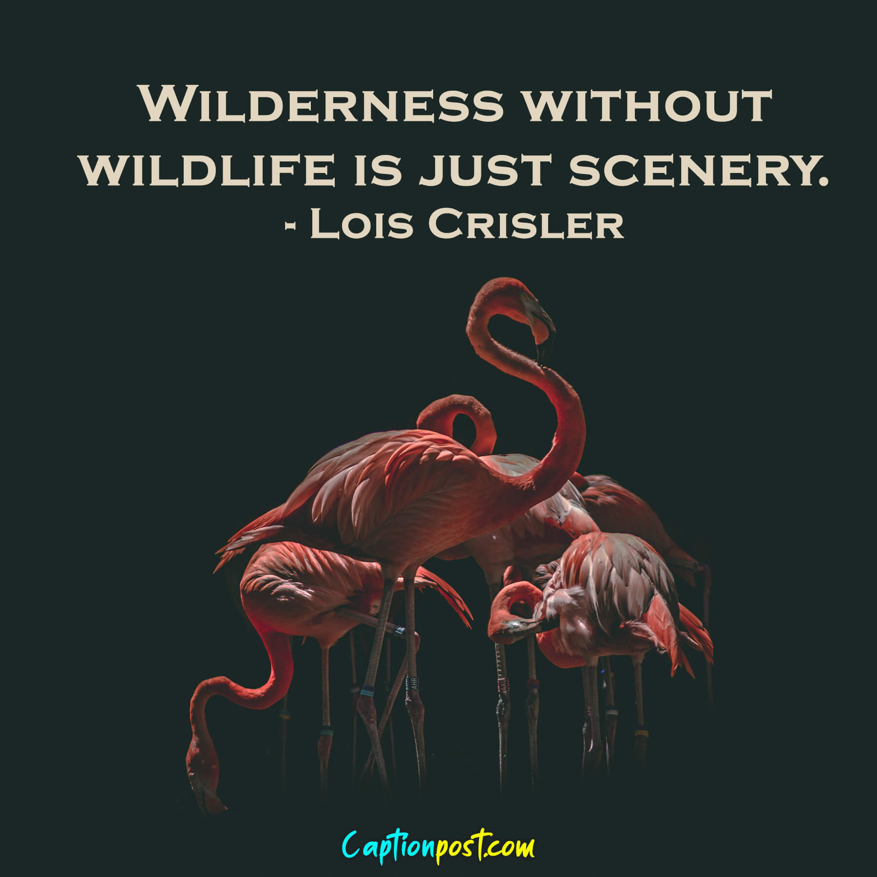 World Wildlife Day Quotes & Slogans - Captionpost
