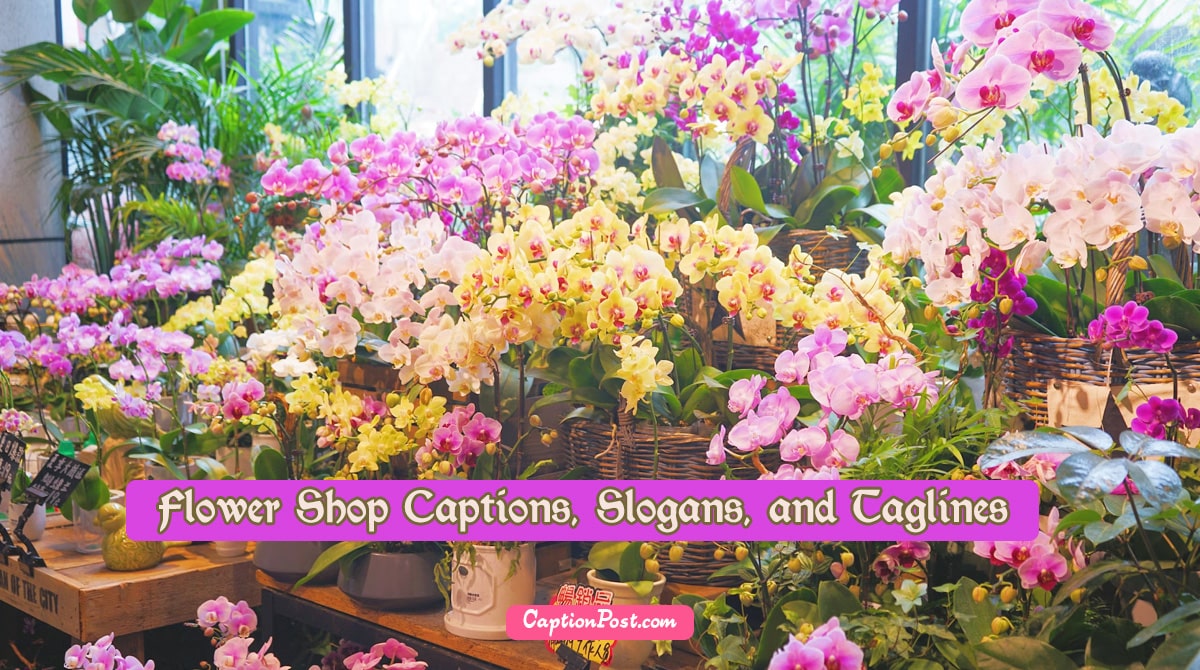 Flower Shop Captions, Slogans, and Taglines - Captionpost